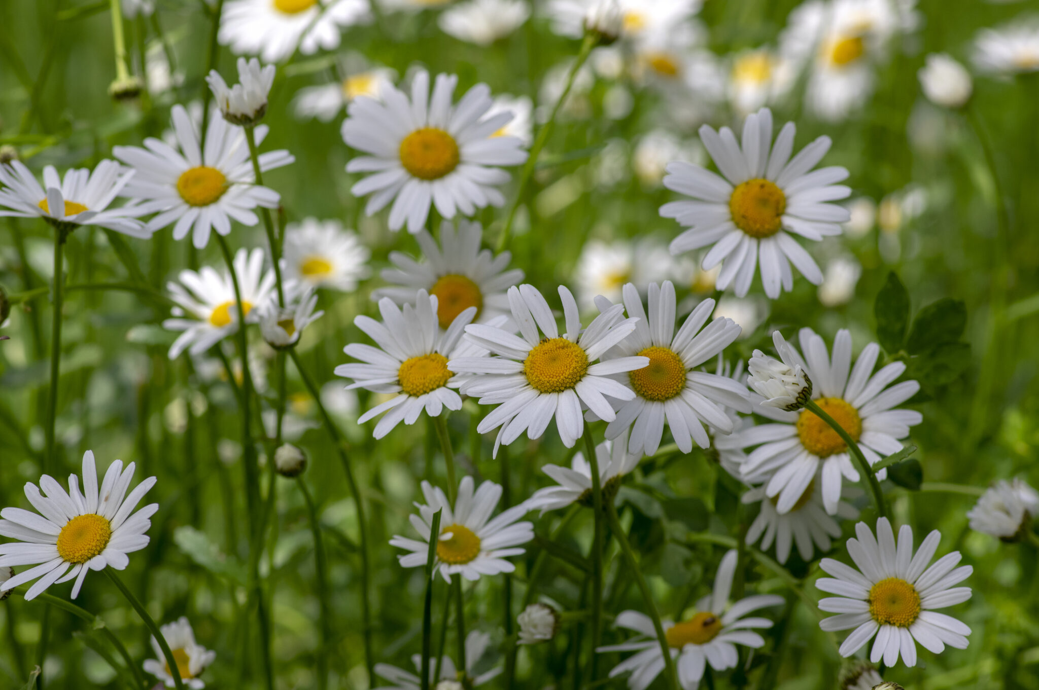 Die 9 beliebtesten Wiesenblumen