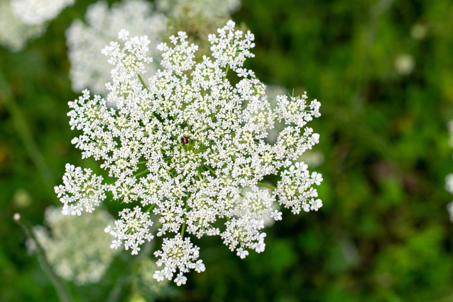 Wilde Mohre Aussaat
