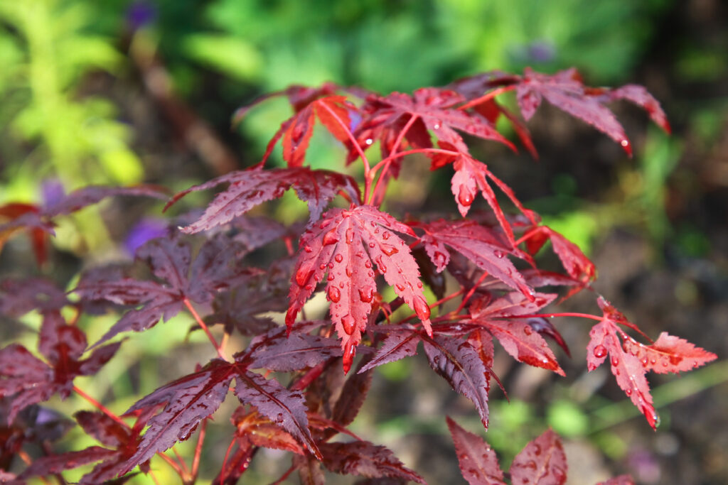 Japanischer Ahorn - Lernen Sie die schönen Blätter kennen