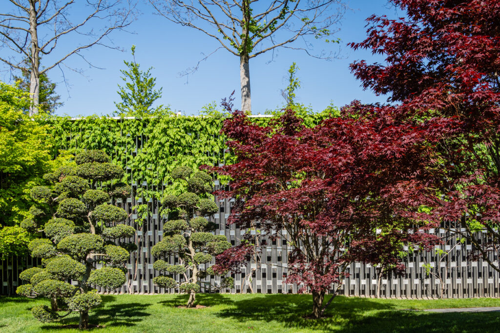 Japanese Maple Tree Root Systems: Essential Guide