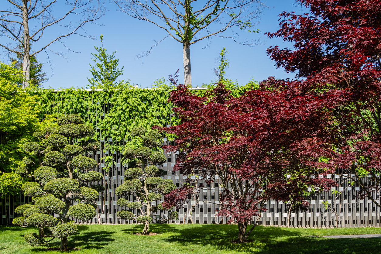 Japanese Maple Tree Root Systems: Essential Guide